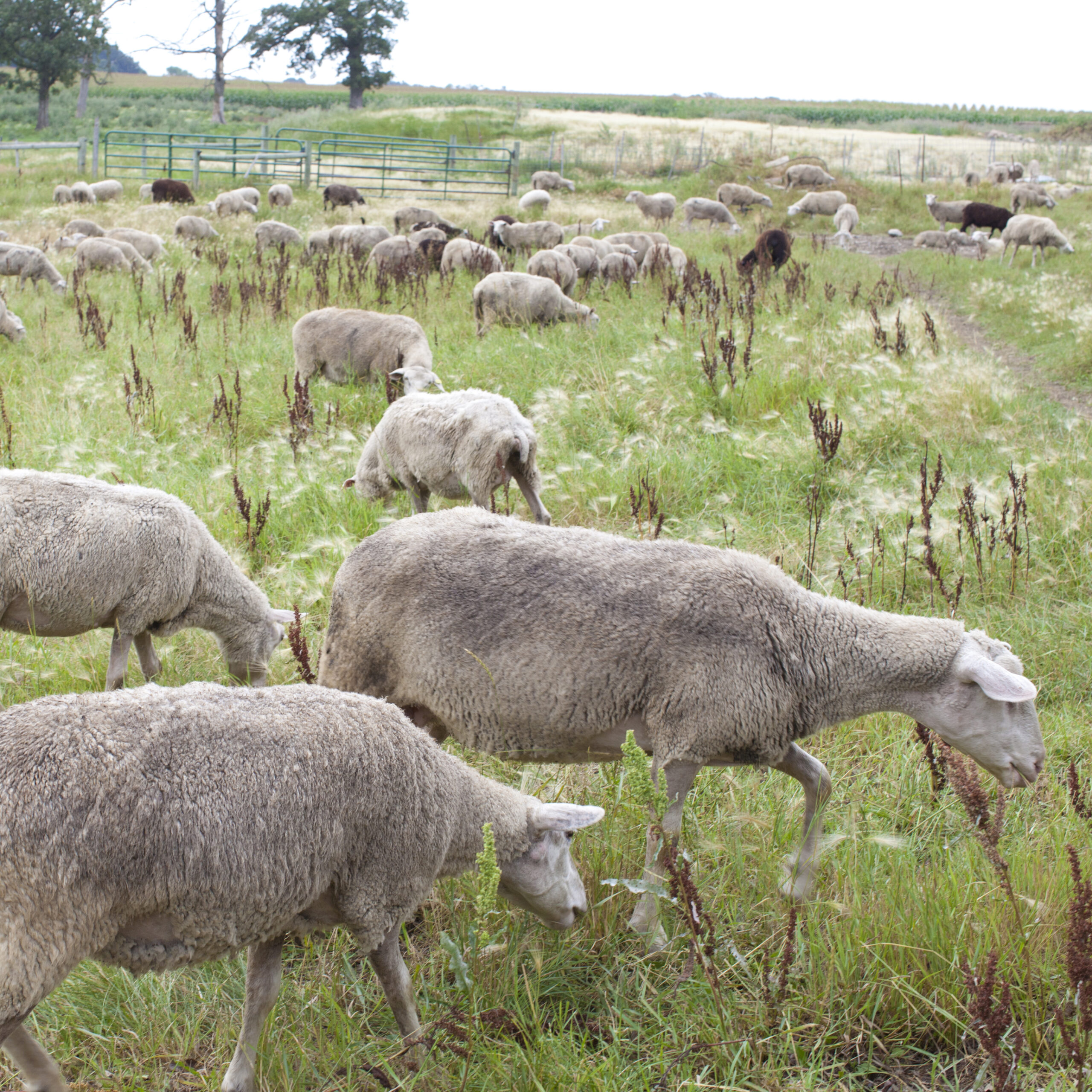 sheep-web - Mississippi Market Co-op